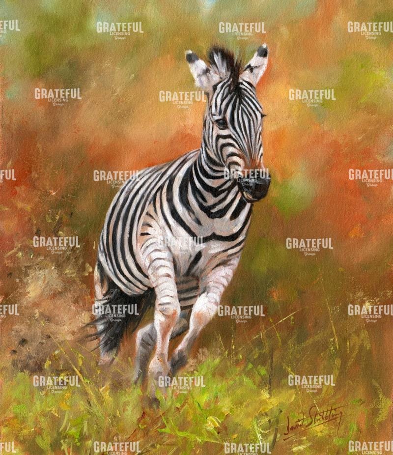 zebra running - Grateful Art Licensing